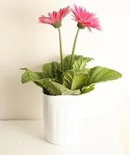 - Natural Light Display